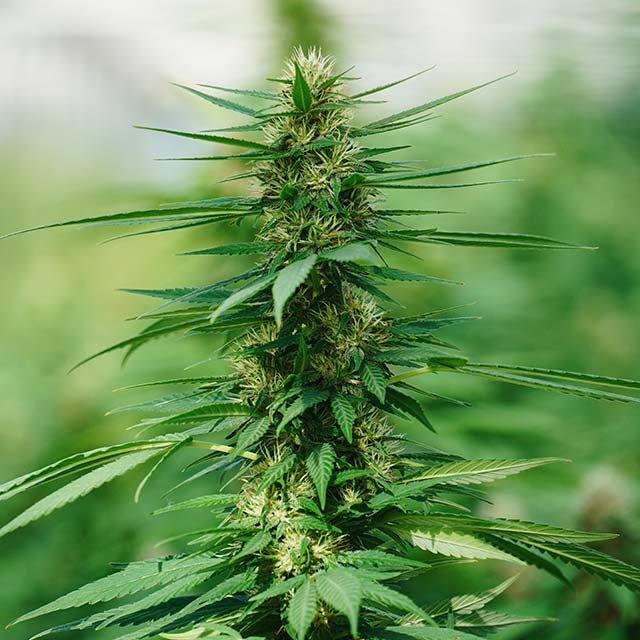 Fleurs de CBD cultivées en France – L'Herbe en Provence